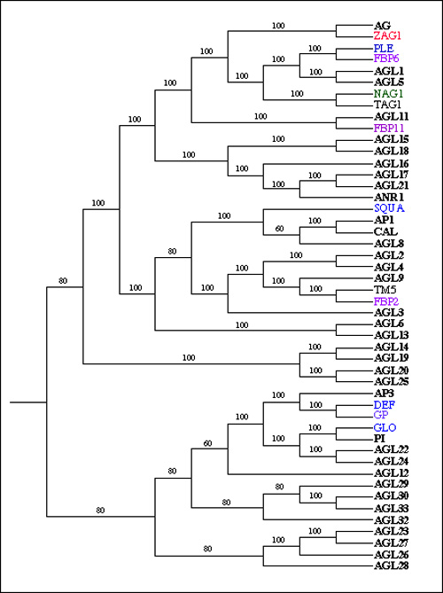 Phylogenetic Analysis of MADS-box genes Phylogenetic Analysis of MADS-box genes